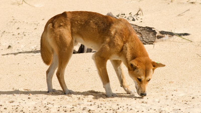 Rising Dingo Attacks Prompt Euthanasia Of Another Aggressive Dingo On ...