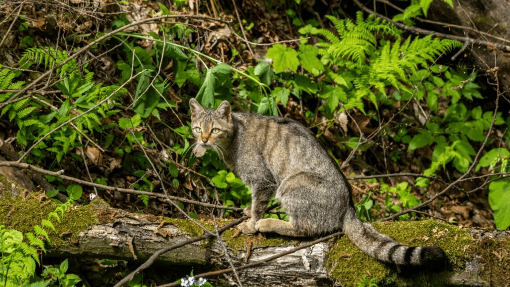 Draft Feline Plan Introduced To Protect Native Australian Species