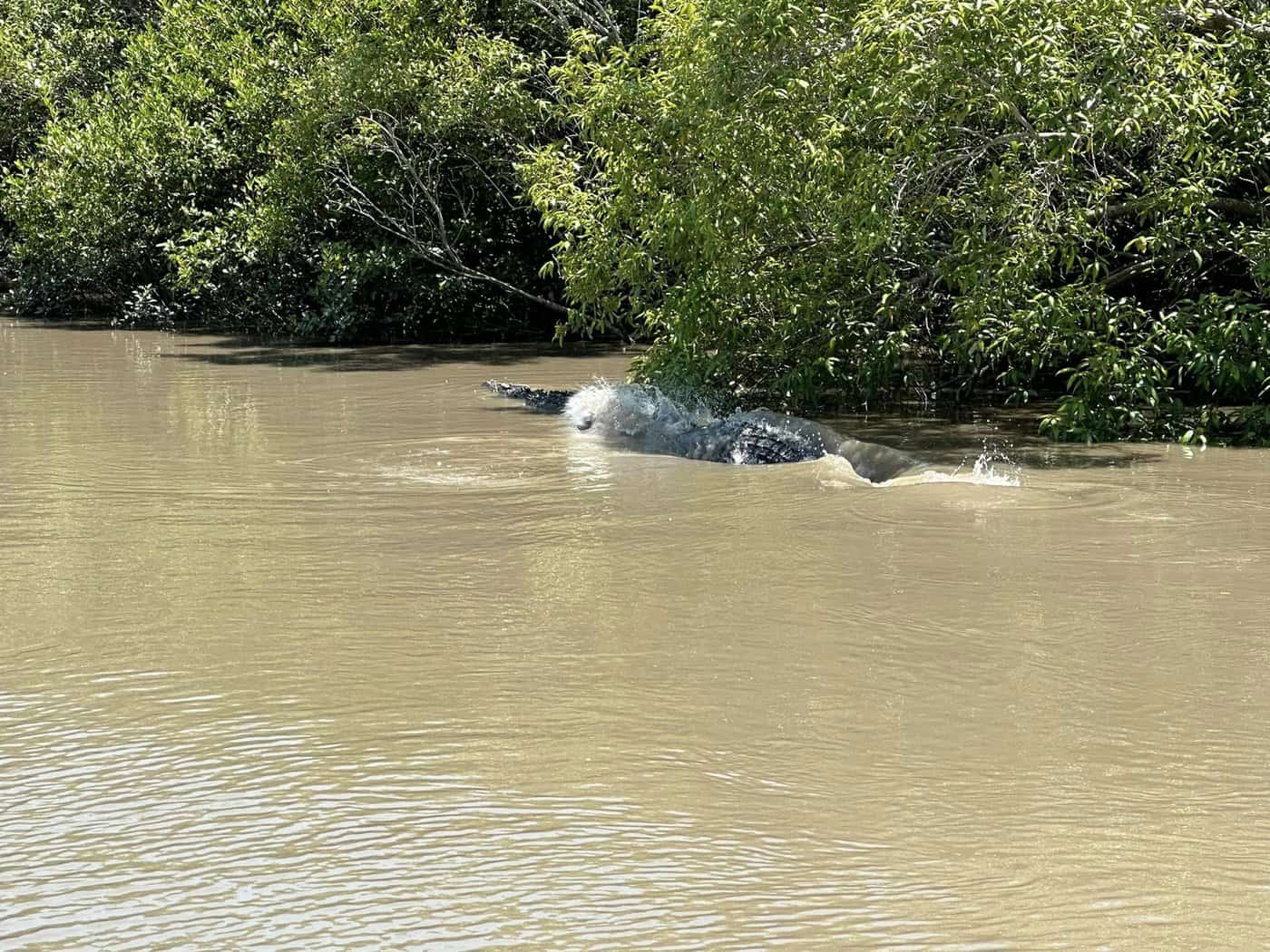 Expert Reveals Insight Into 'Boofhood' The Crocodile's Wild Showdown