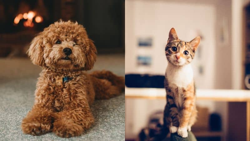 The Age-Old “Cats VS Dogs” Debate Has Been Settled: Research Shows ...
