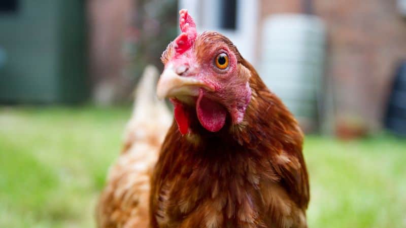 WHO Reports First Human Death From H5N2 Bird Flu In Mexico