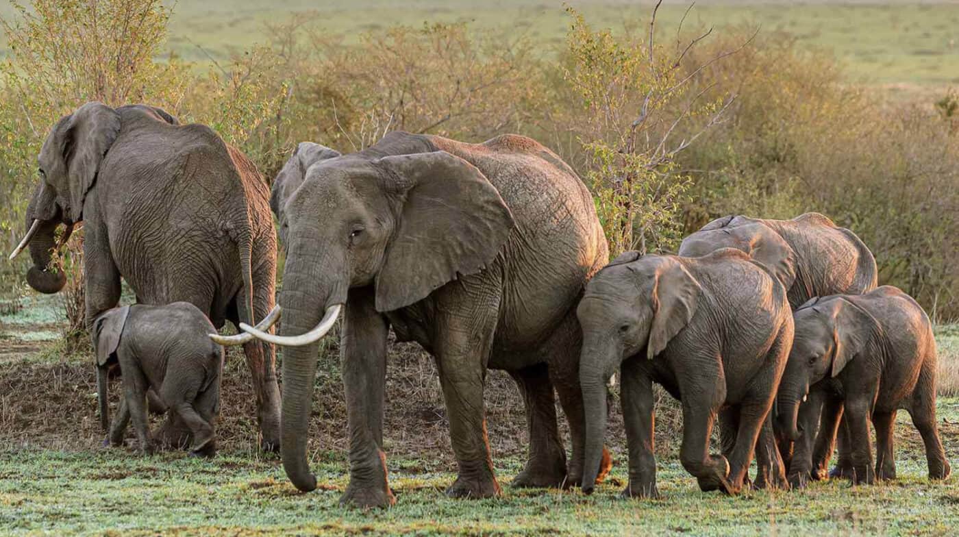 Do Elephants Call Each Other By Names?