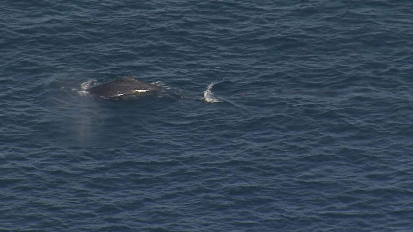 Rescue Operation Continues To Free Entangled Whale In Sydney Harbour