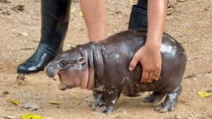 Who is Moo Deng and Why Are We So Obsessed With Her?