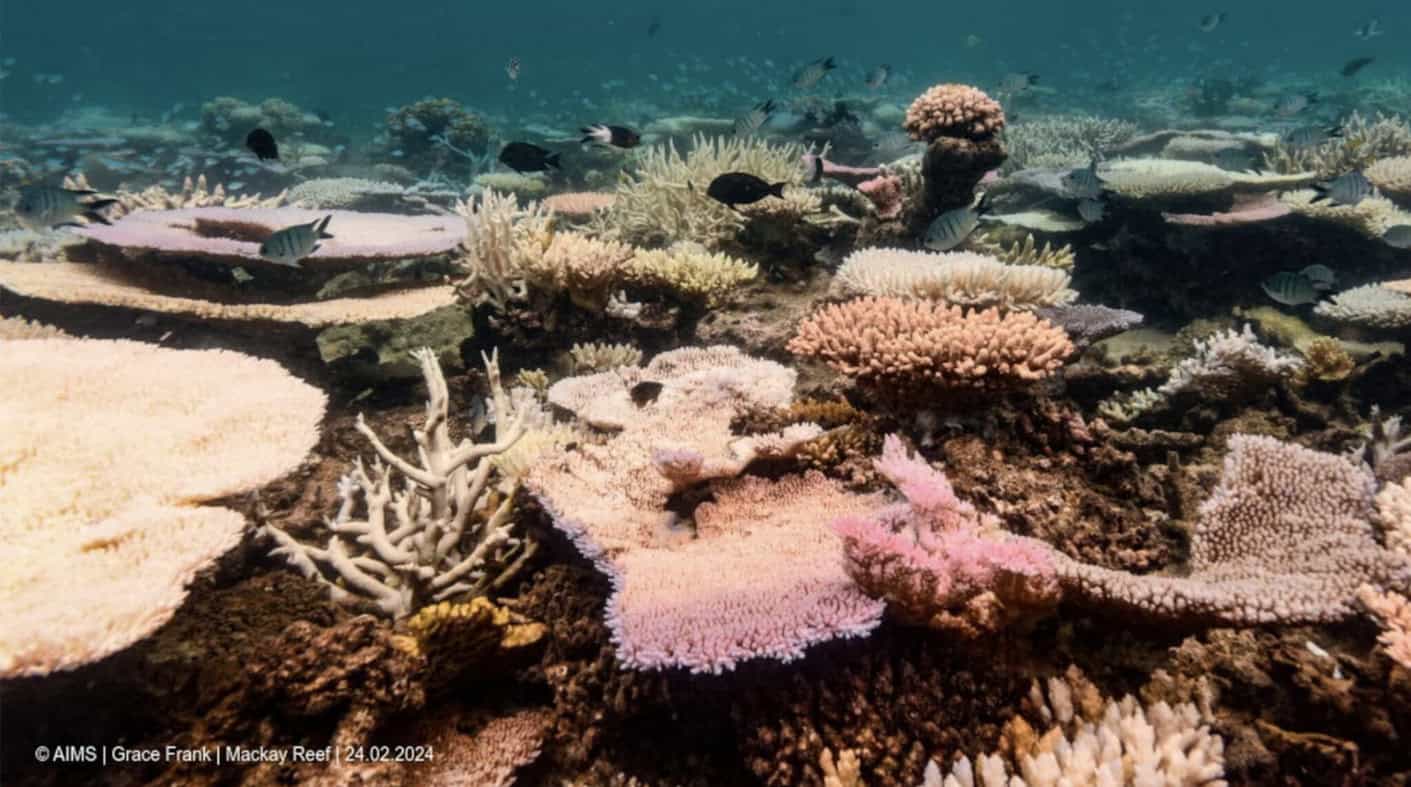World’s largest coral spawning event begins amid Great Barrier Reef crisis