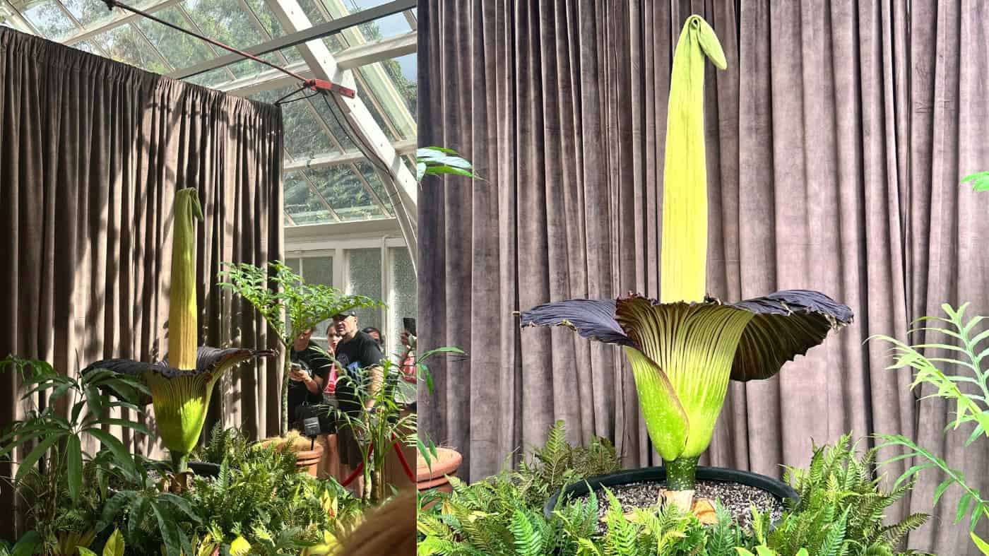 Thousands visit Botanic Gardens to have a whiff of Putricia the corpse ...