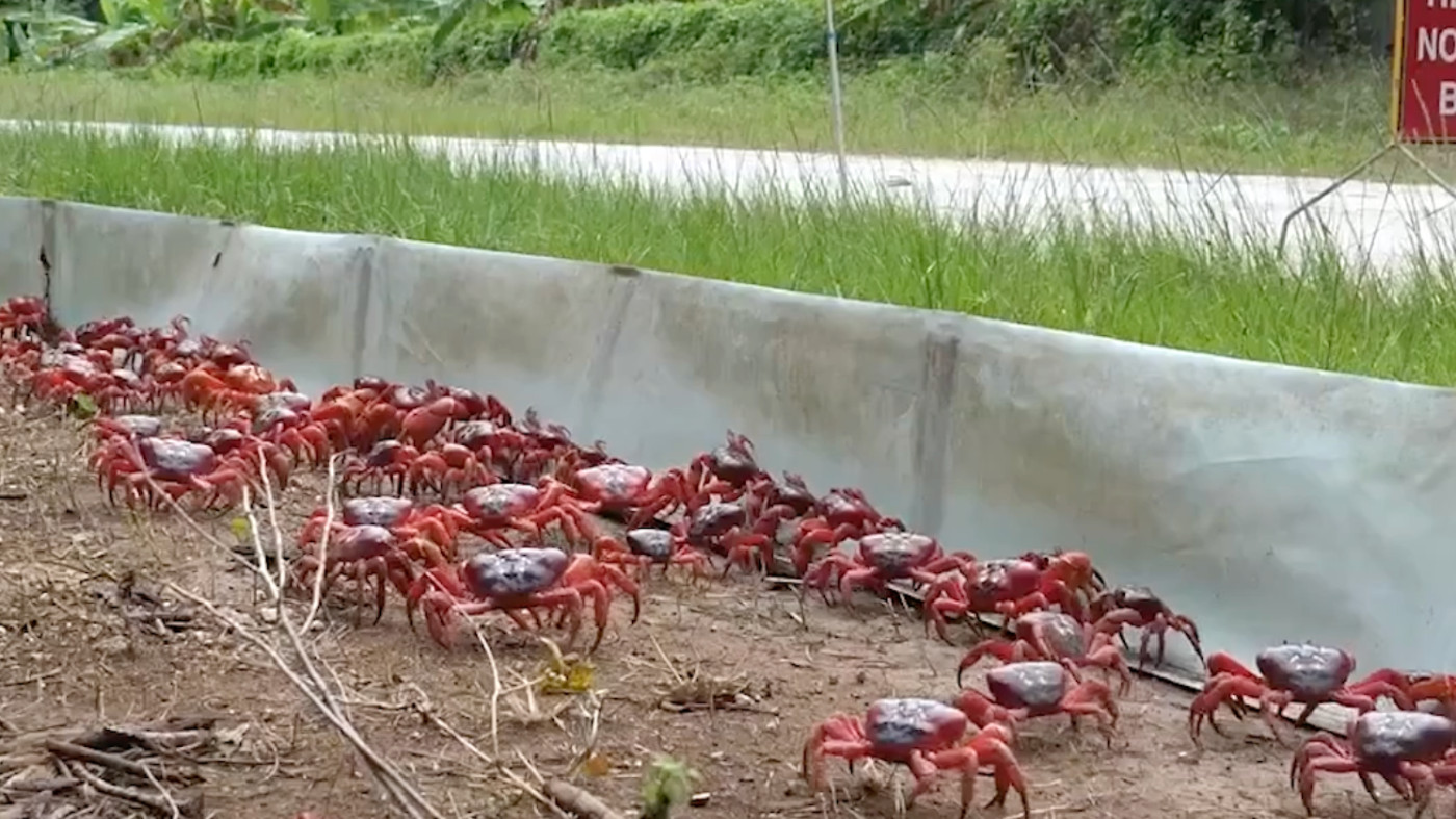 Annual red crab migration begins on Australia’s Christmas Island